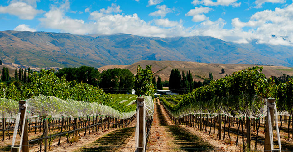 New World Wine: What Is It and Where to Find The Best?