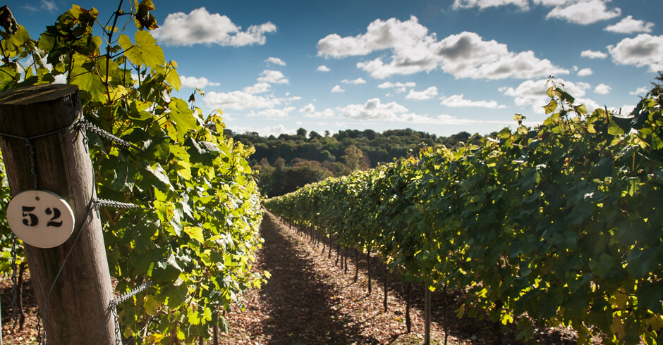 Sparkling Wine Booms in England: What Happened?