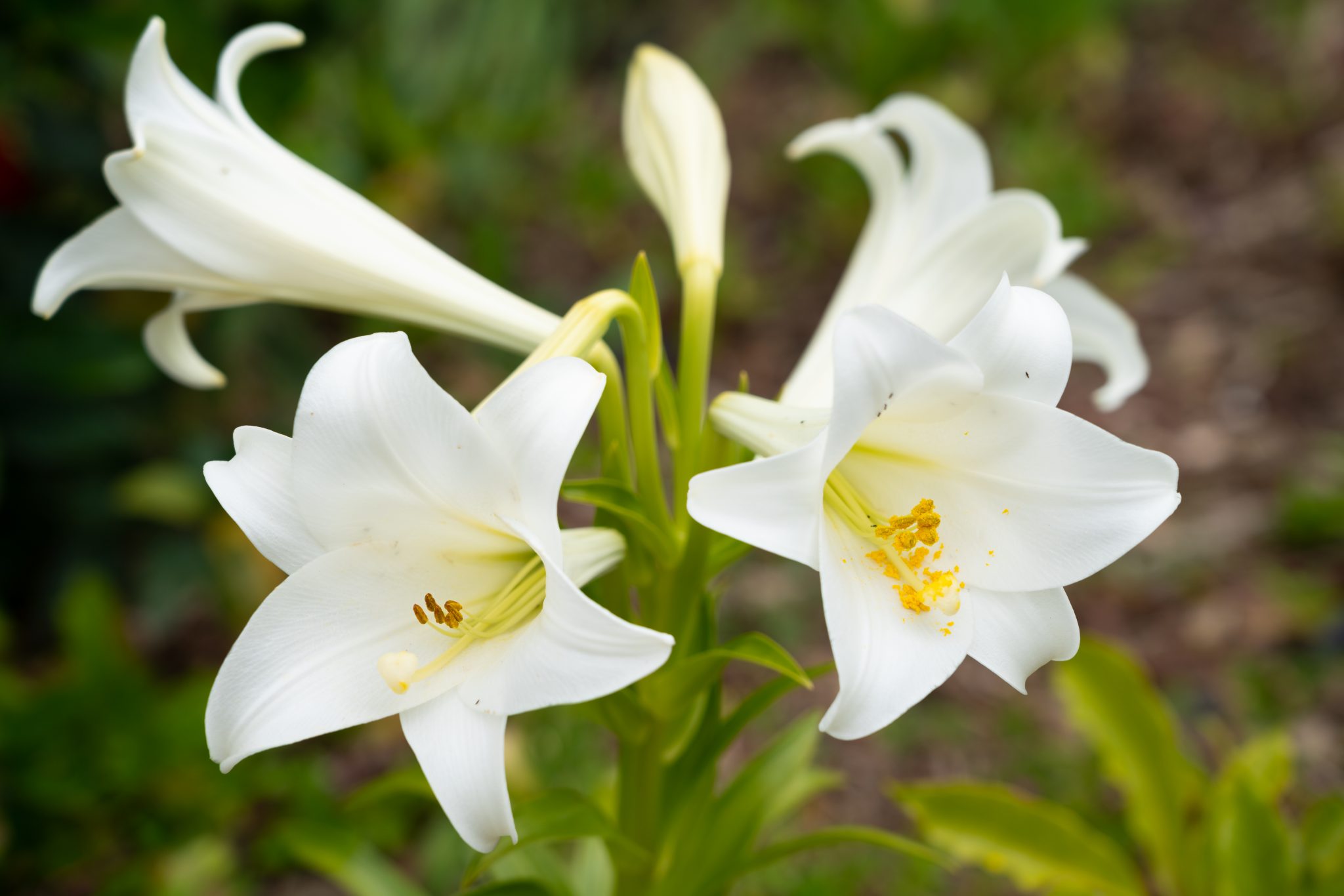 What do White Lilies Symbolise? 5 Types of White Lilies & Their Meanings