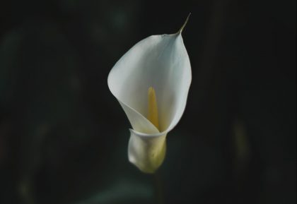 What is the Meaning of a Calla Lily? Symbolism & Facts of Calla Lilies