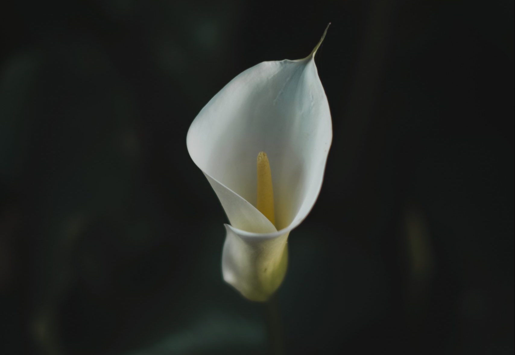 What is the Meaning of a Calla Lily? Symbolism & Facts of Calla Lilies