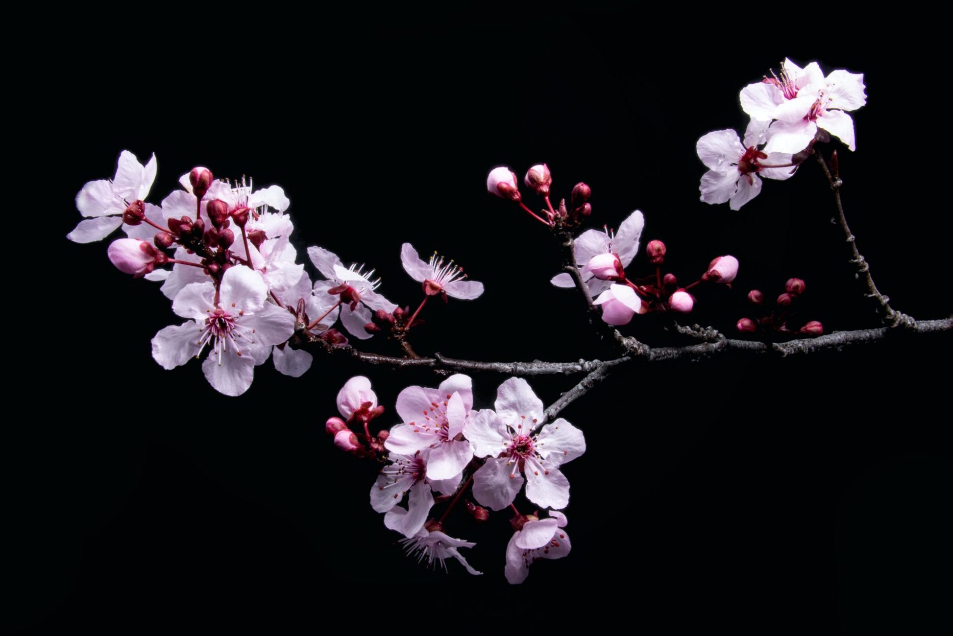 20 Types of Pretty Pink Flowers With Pictures & Meanings