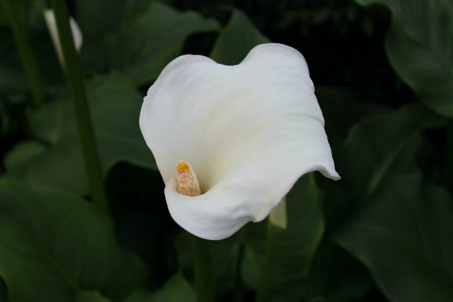 What do White Lilies Symbolise? 5 Types of White Lilies & Their Meanings