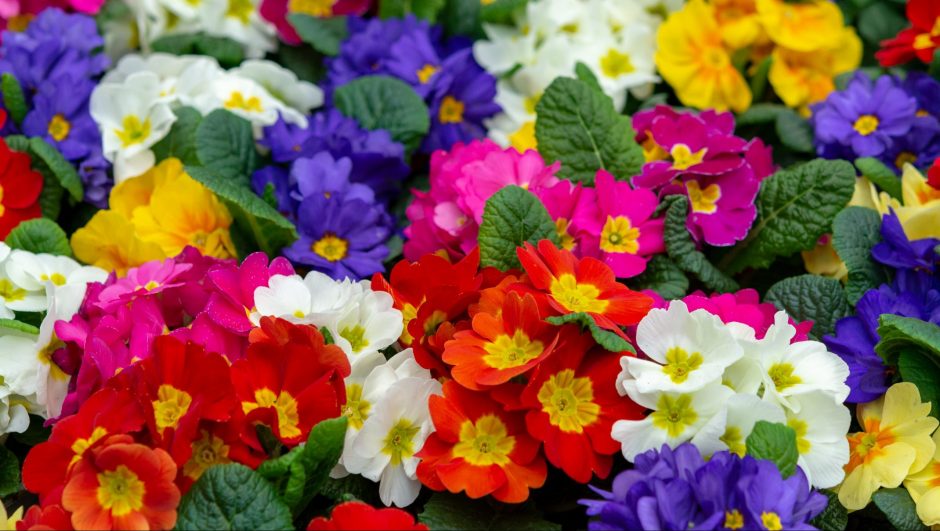 What is February’s Birth Flower? The Two Official Flowers for February