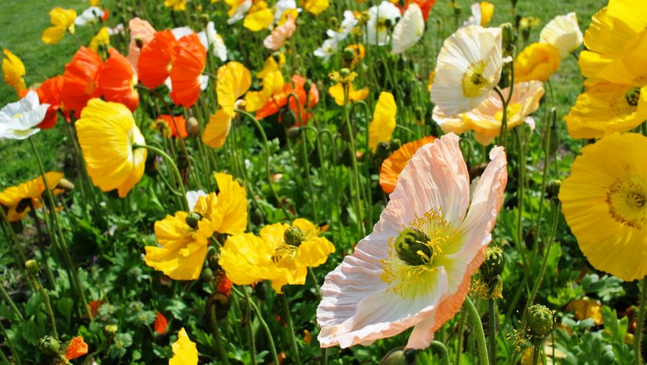 What Are The August's Birth Flowers? Meaning Of Gladiolus & Poppy