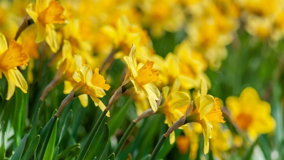 What is March Birth Flower? The Two Official Birth Flowers for March