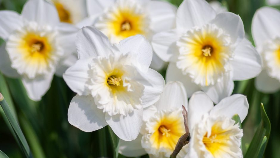 Daffodil Meaning & Symbolism: What Do These Sunny Flowers Mean?