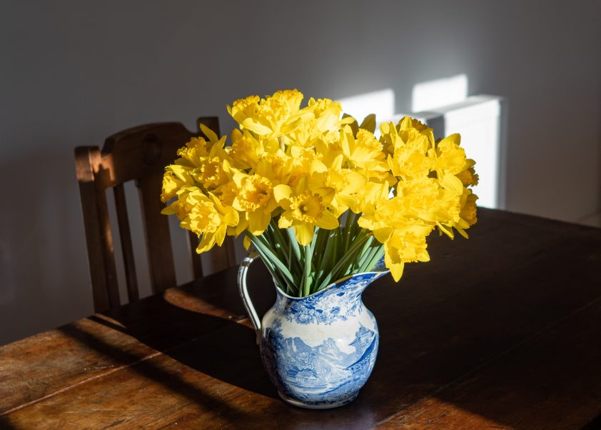 Daffodil Meaning & Symbolism: What Do These Sunny Flowers Mean?