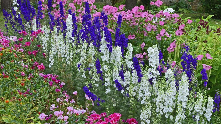 What Is July’s Birth Flowers? The Two Official Birth Month Flowers for July