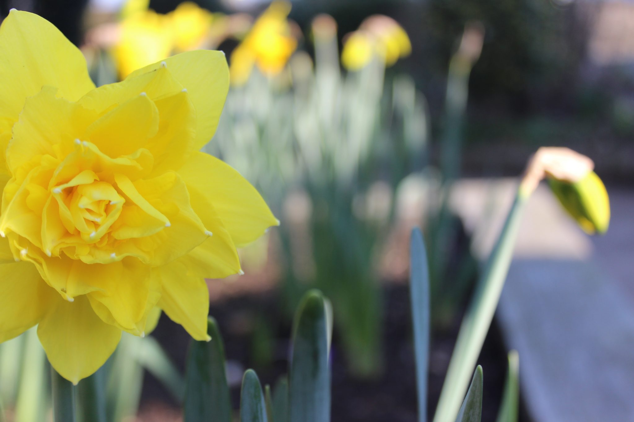 Daffodil Meaning & Symbolism: What Do These Sunny Flowers Mean?