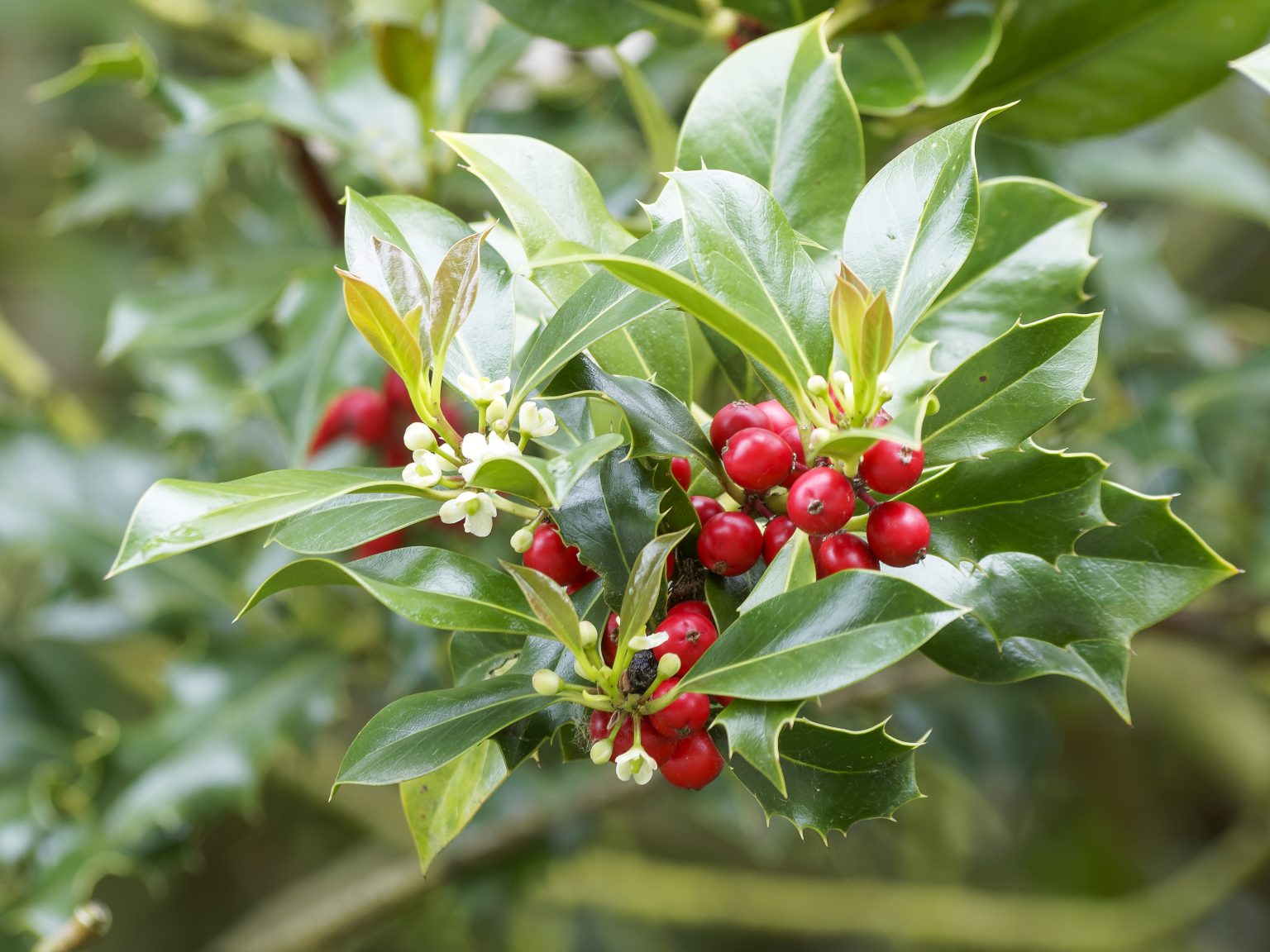 What Is The December Birth Flower? The Meaning Of Holly and Narcissus