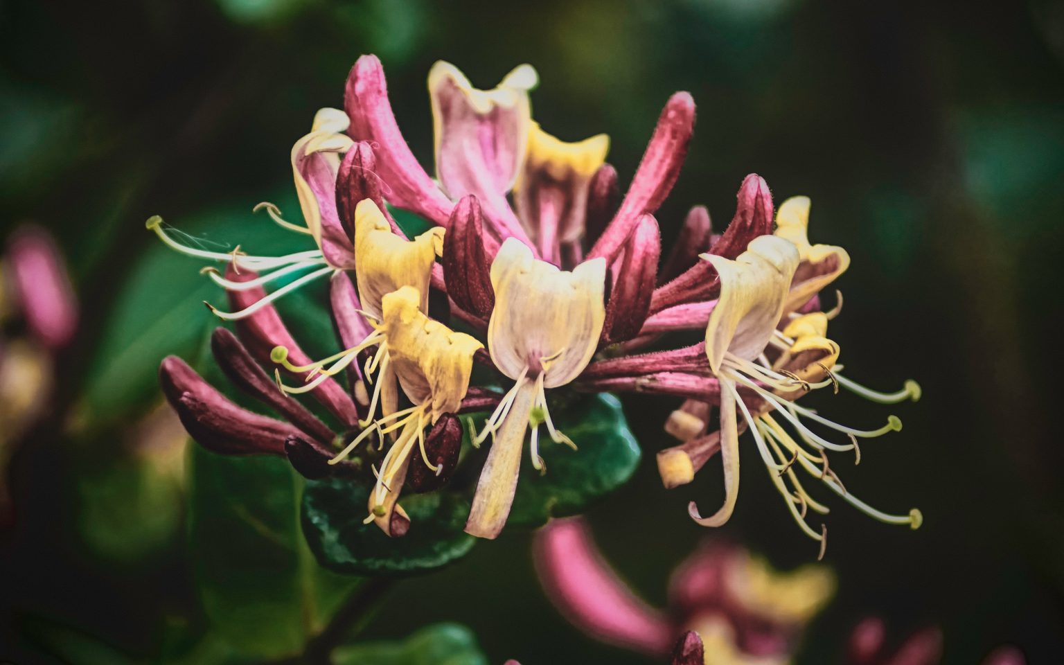 What is June's Birth Flowers? Symbolism of Rose & Honeysuckle