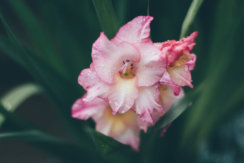 What Are The August's Birth Flowers? Meaning Of Gladiolus & Poppy