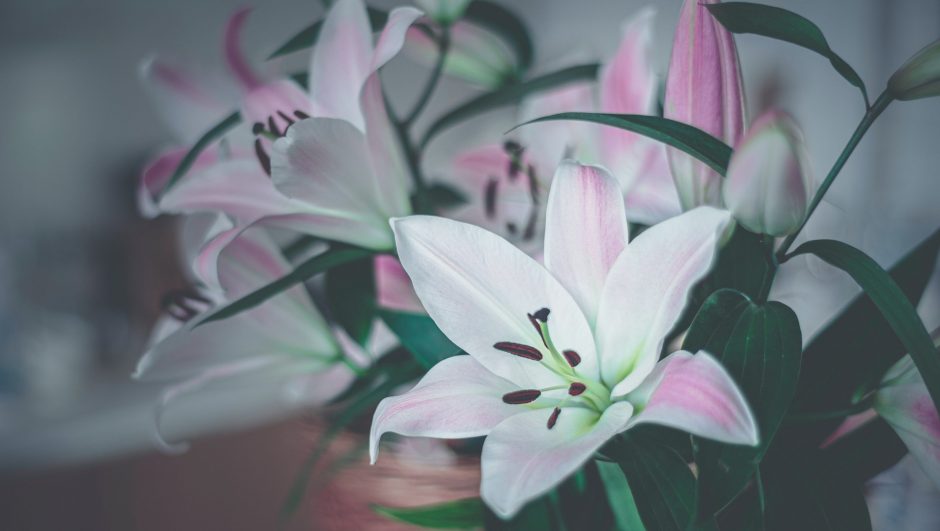 What Are Lilies? Lily Flower Meaning & Symbolism