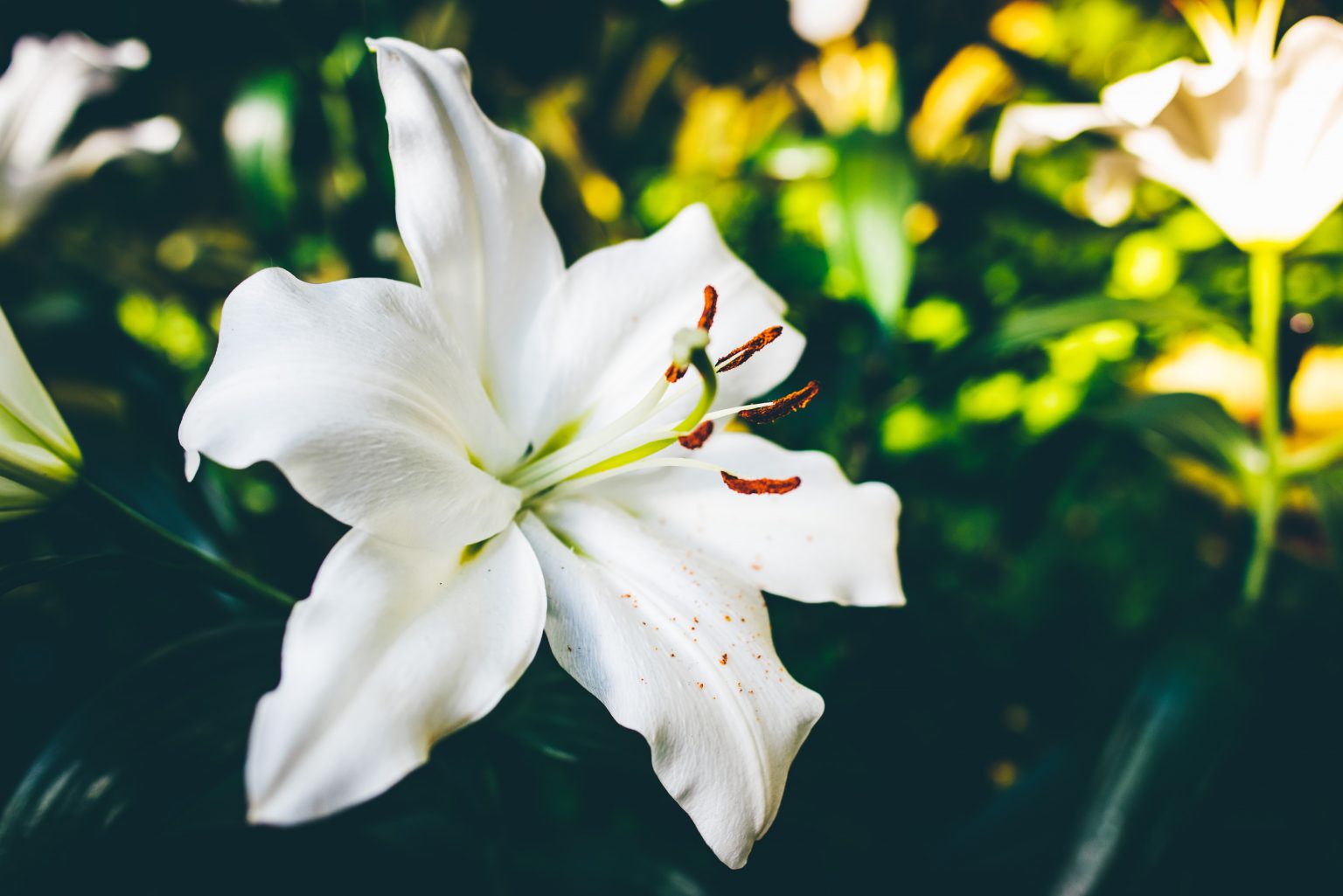 What do White Lilies Symbolise? 5 Types of White Lilies & Their Meanings