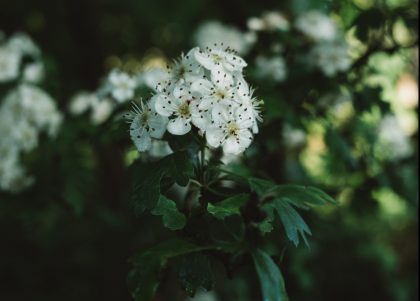 What is the May Birth Flower? Two Official May Flowers With Meanings