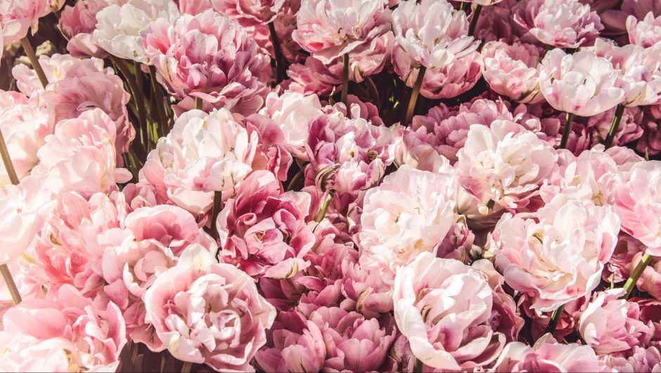 20 Types of Pretty Pink Flowers With Pictures & Meanings