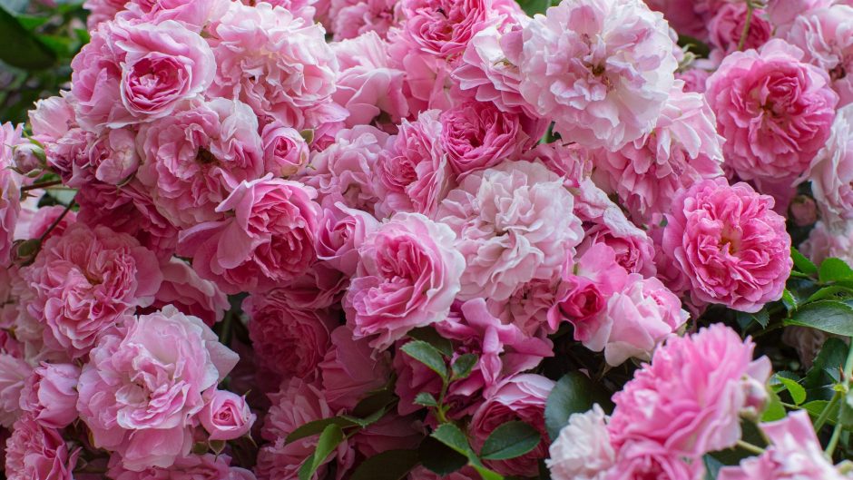 What are January's Birth Flowers? Two Official Birth Flowers for January