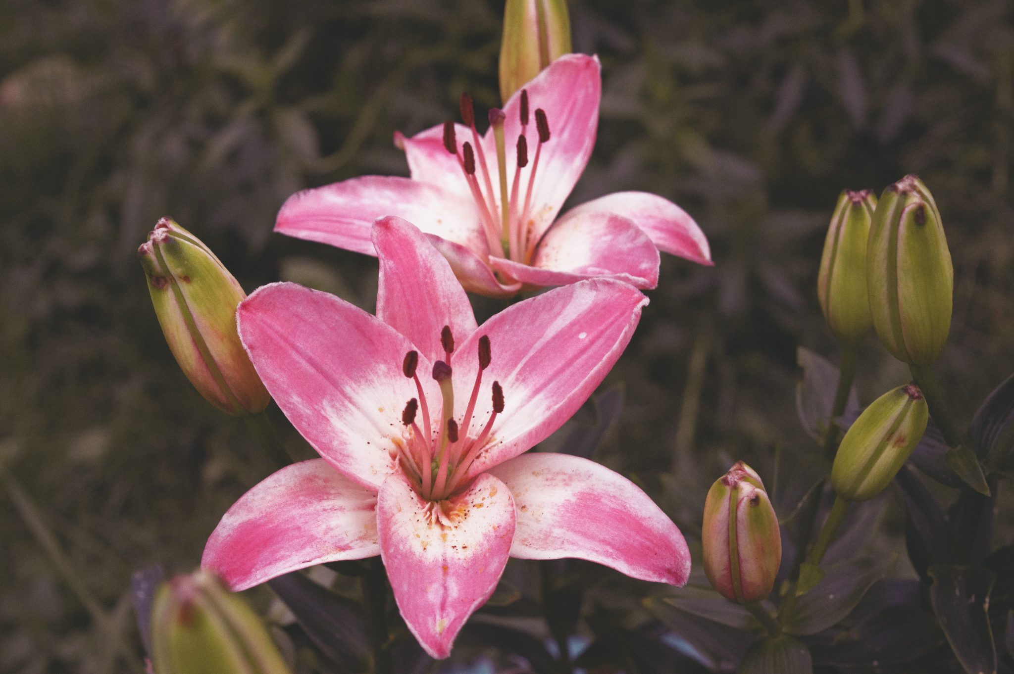 What Are Lilies? Lily Flower Meaning & Symbolism