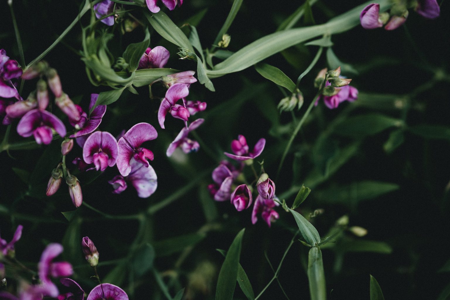 What Is April's Birth Flower? The Two Official Flowers for April Babies