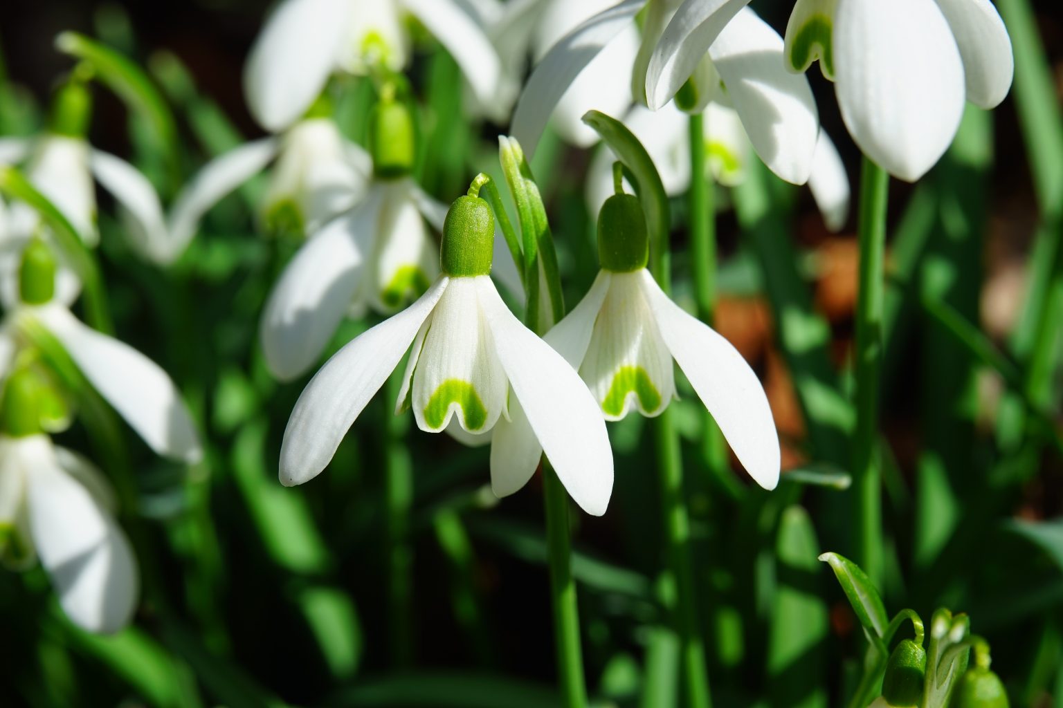 What are January's Birth Flowers? Two Official Birth Flowers for January