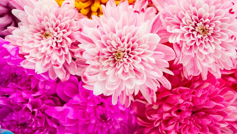 What Is The November Birth Flower? The Meaning of Chrysanthemums