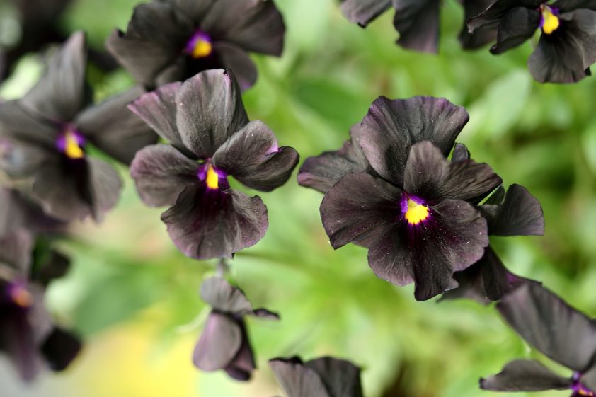 15 Types Of Black Flowers – A List of Beautifully Dark Black Blooms