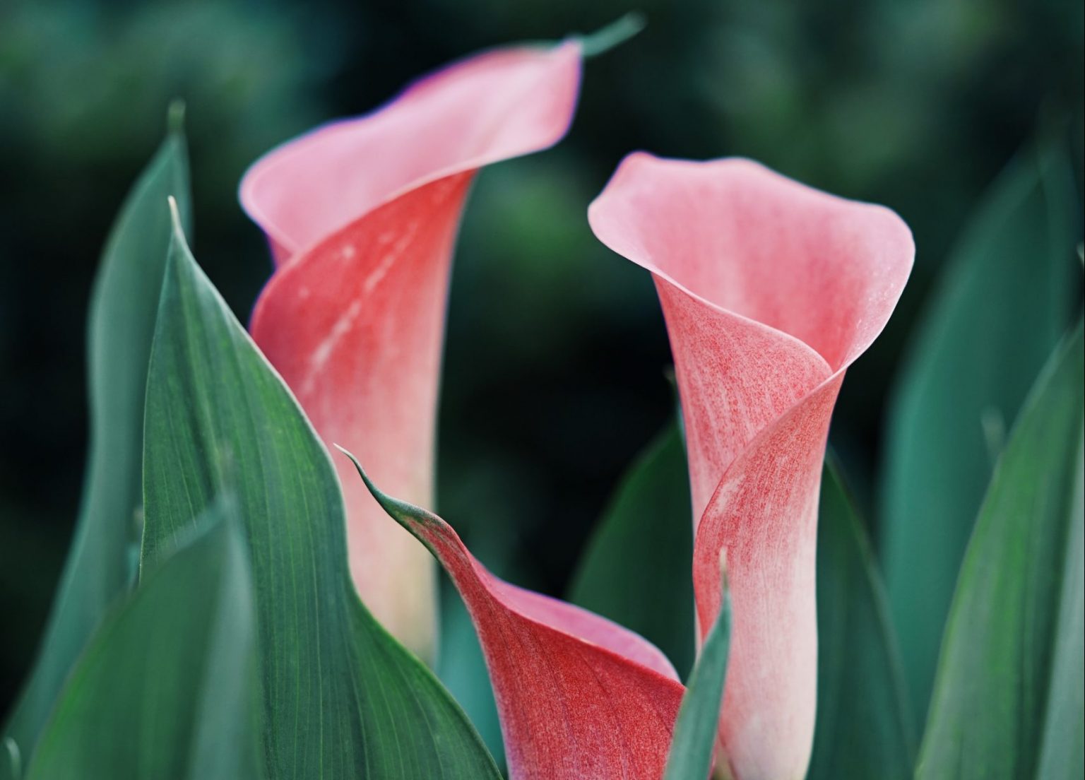 11 Different Types Of Colourful Calla Lilies (Not Just White!)