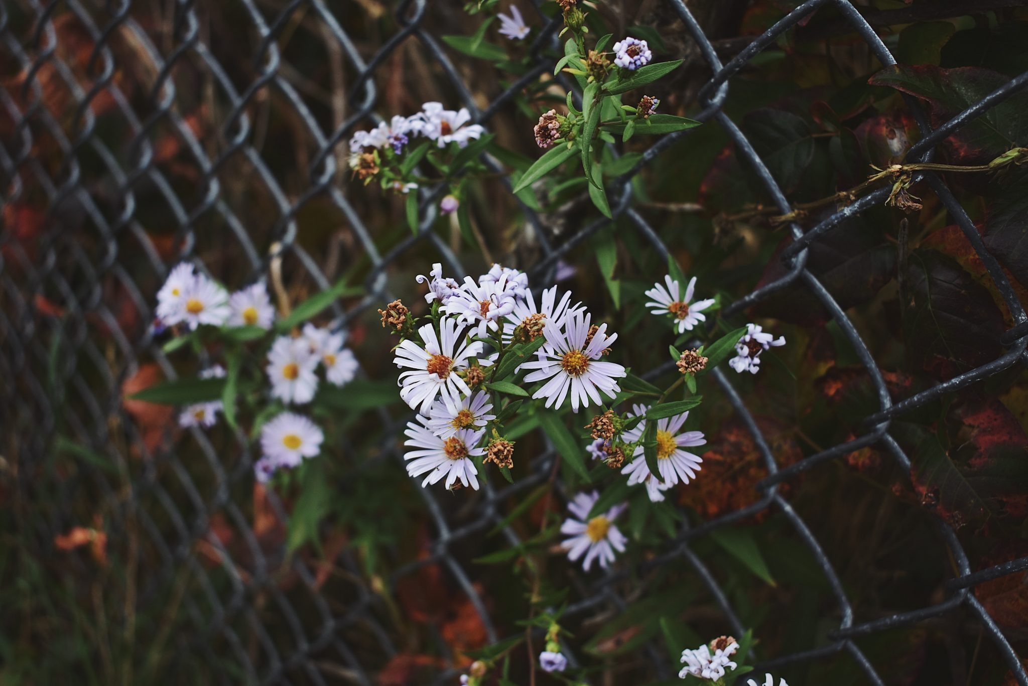 18 Types of Aster Flowers: Different Aster Varieties with Pictures