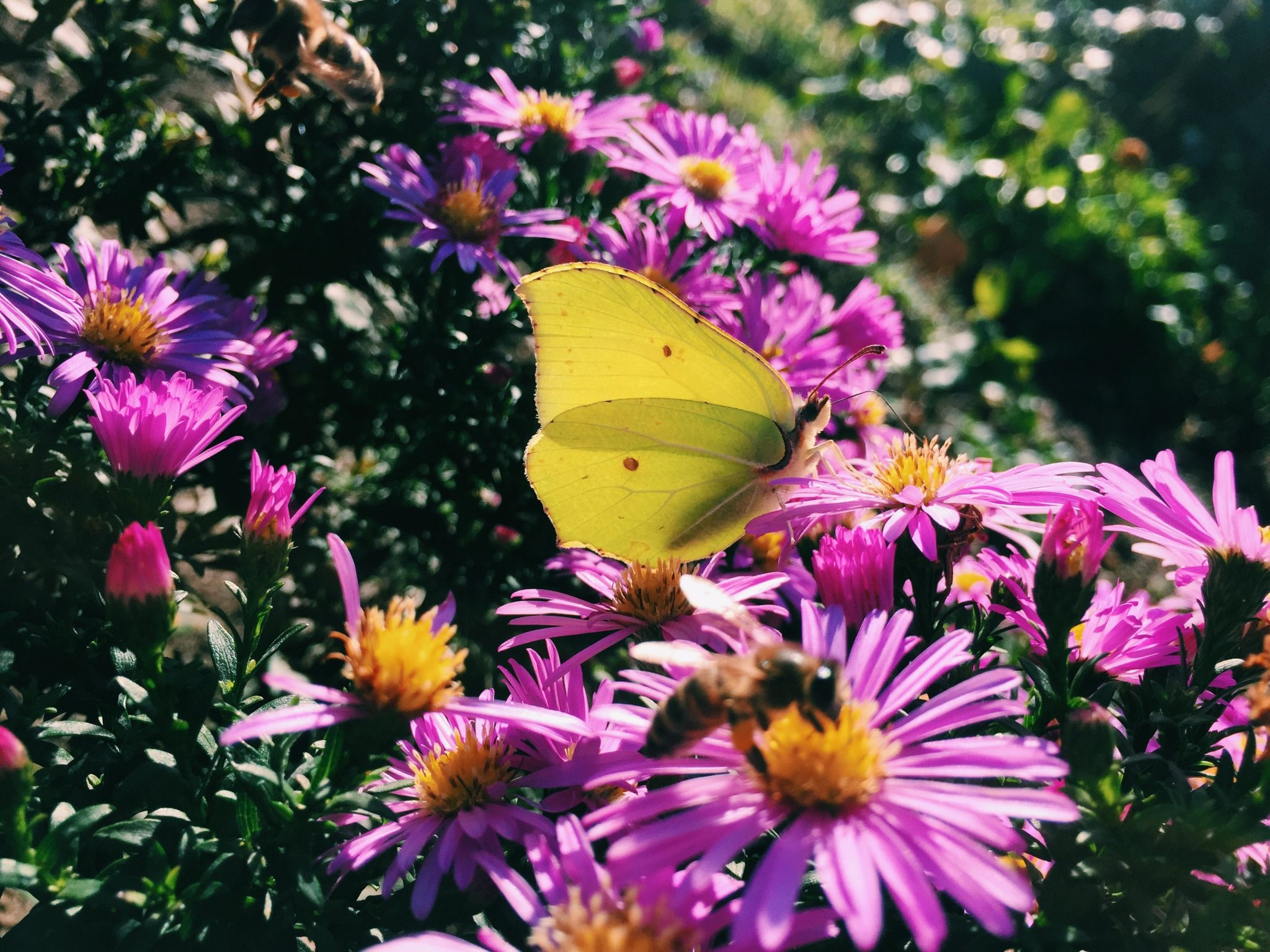 18 Types of Aster Flowers: Different Aster Varieties with Pictures