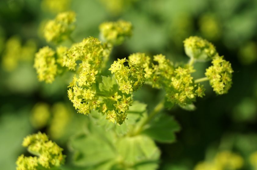 List of 19 Gorgeous Green Flowers With Pictures