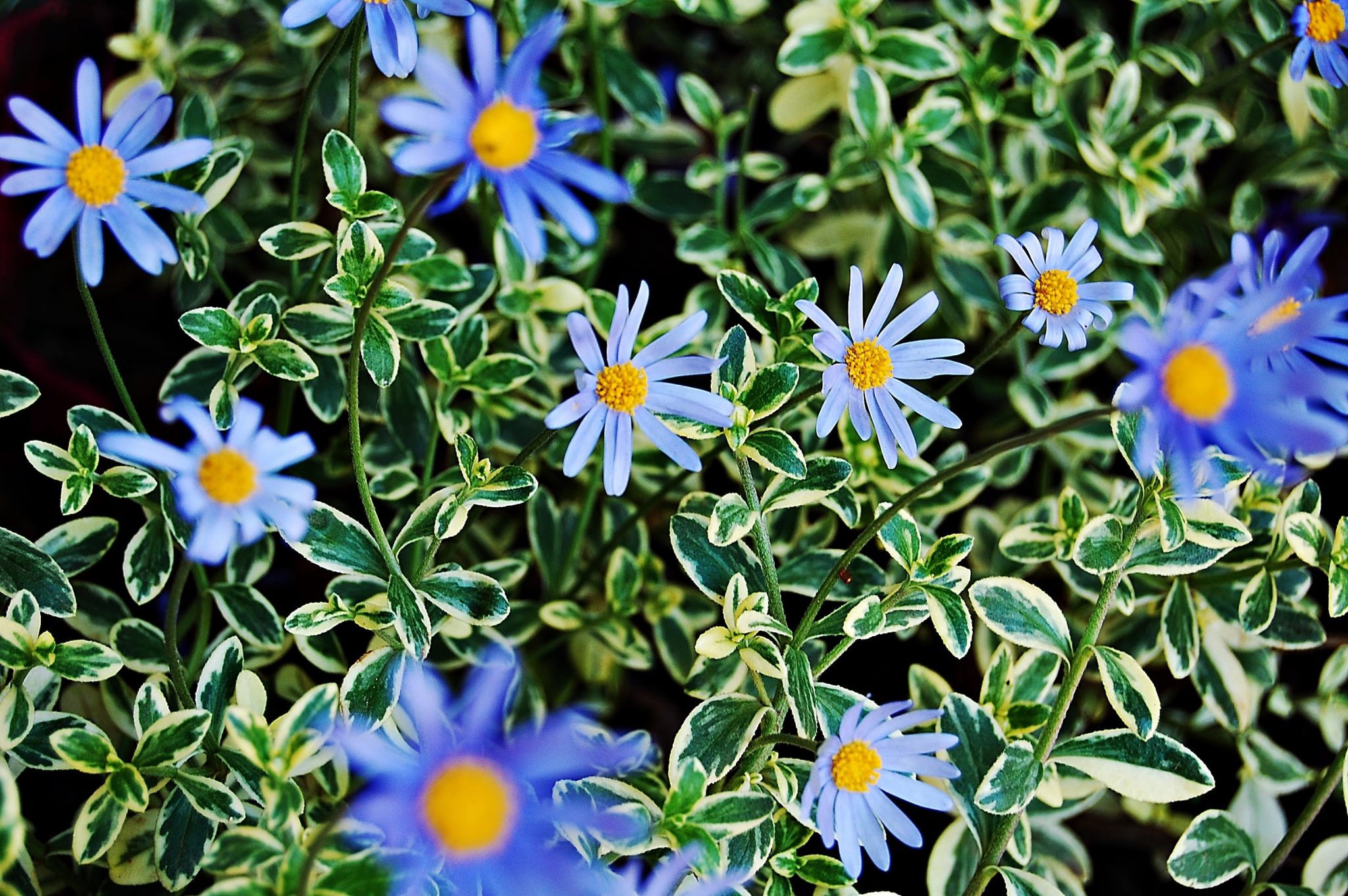 18 Types of Aster Flowers: Different Aster Varieties with Pictures