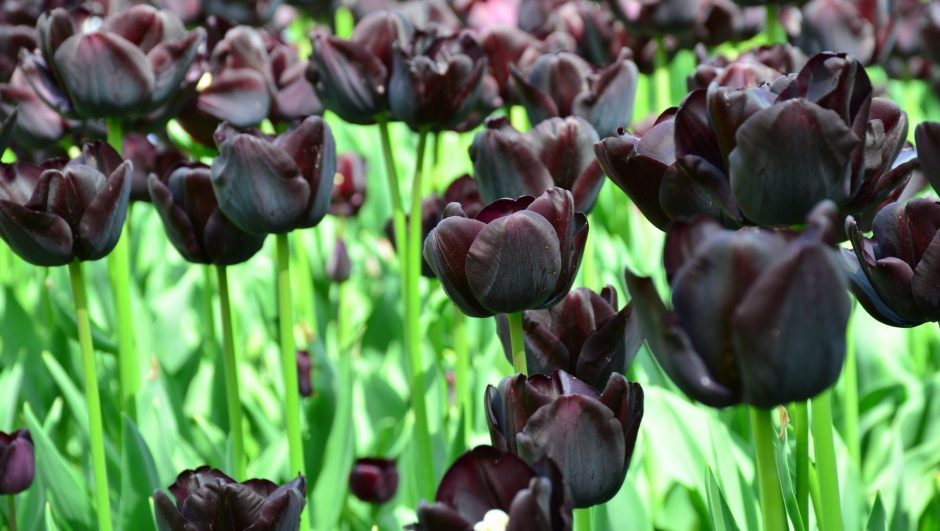 15 Types Of Black Flowers – A List of Beautifully Dark Black Blooms