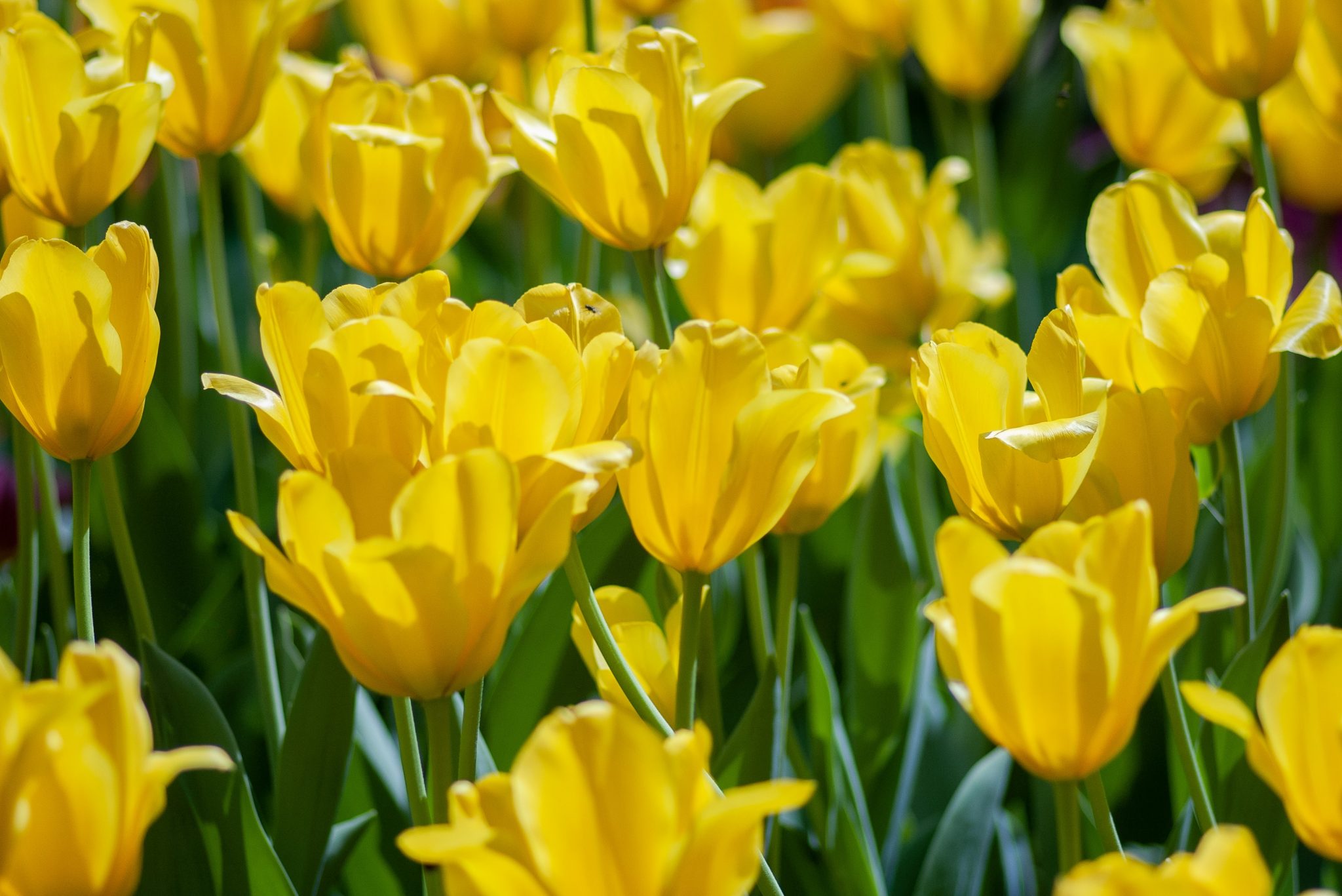29 Types of Yellow Flowers: Popular Yellow Flowers to Brighten Your Day