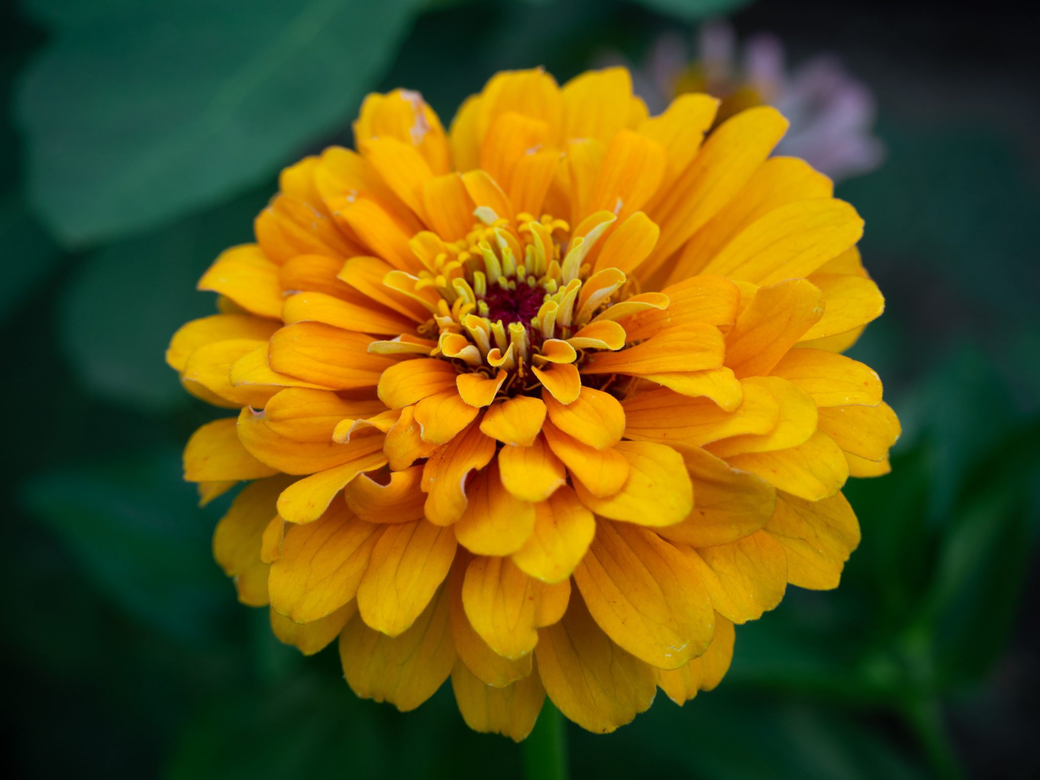 29 Types of Yellow Flowers: Popular Yellow Flowers to Brighten Your Day