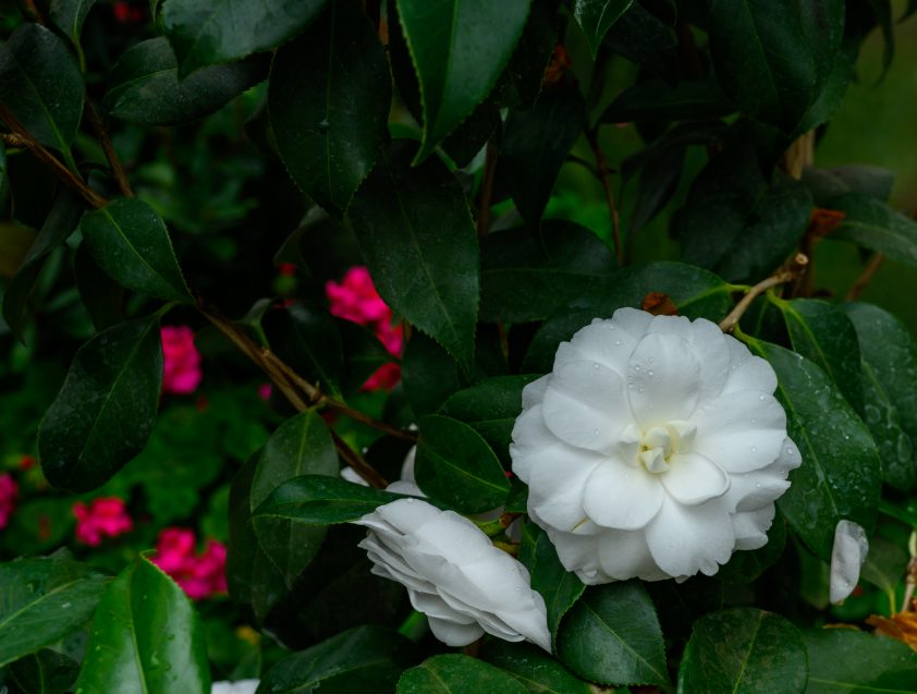 19 Common Types of Primrose Flowers to Brighten Your Garden