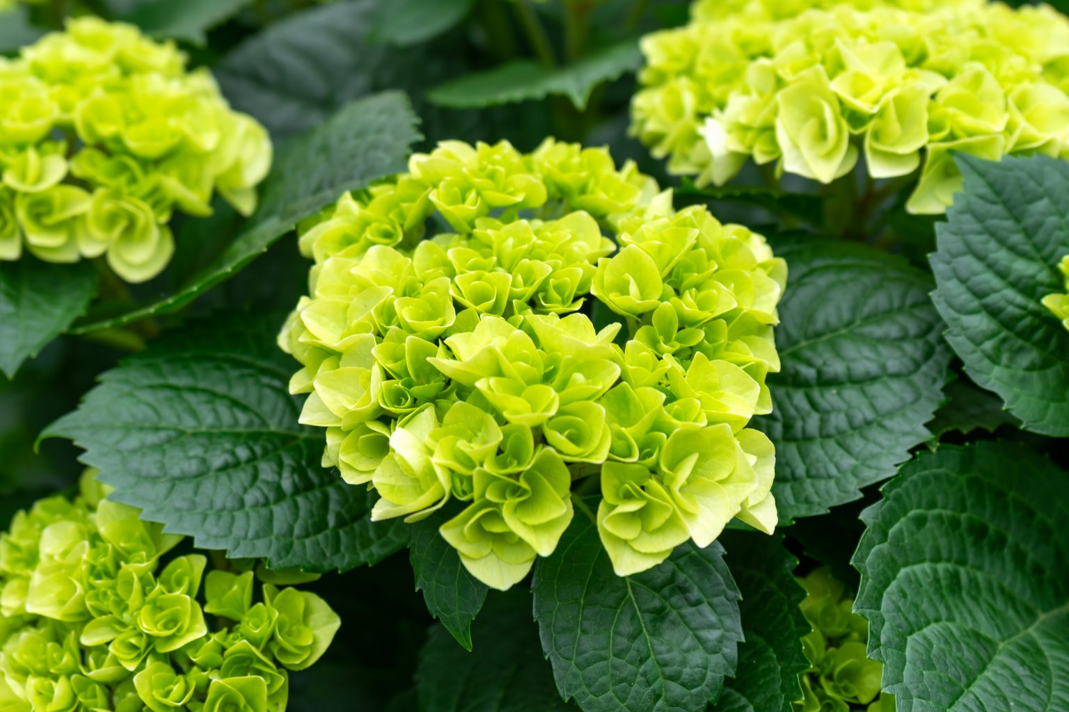 List of 19 Gorgeous Green Flowers With Pictures