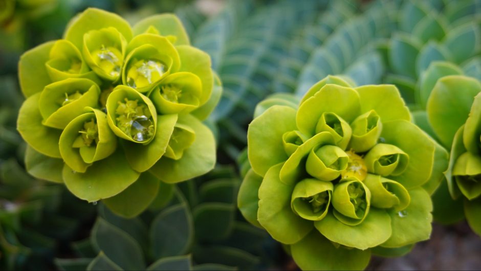 List of 19 Gorgeous Green Flowers With Pictures