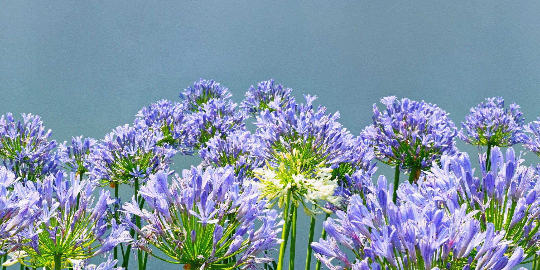 20 Types of Beautiful Blue Flowers With Names & Pictures