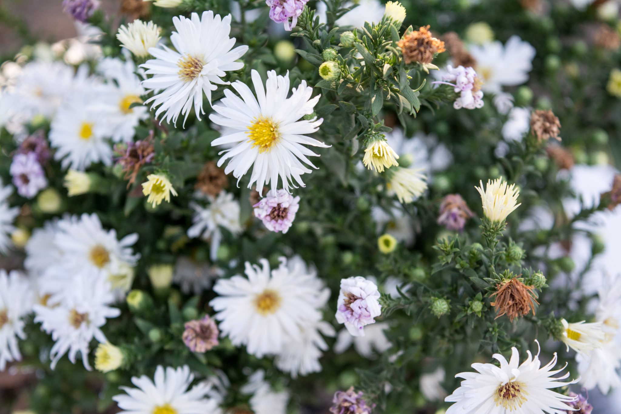18 Types of Aster Flowers: Different Aster Varieties with Pictures