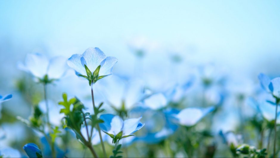 20 Types of Beautiful Blue Flowers With Names & Pictures