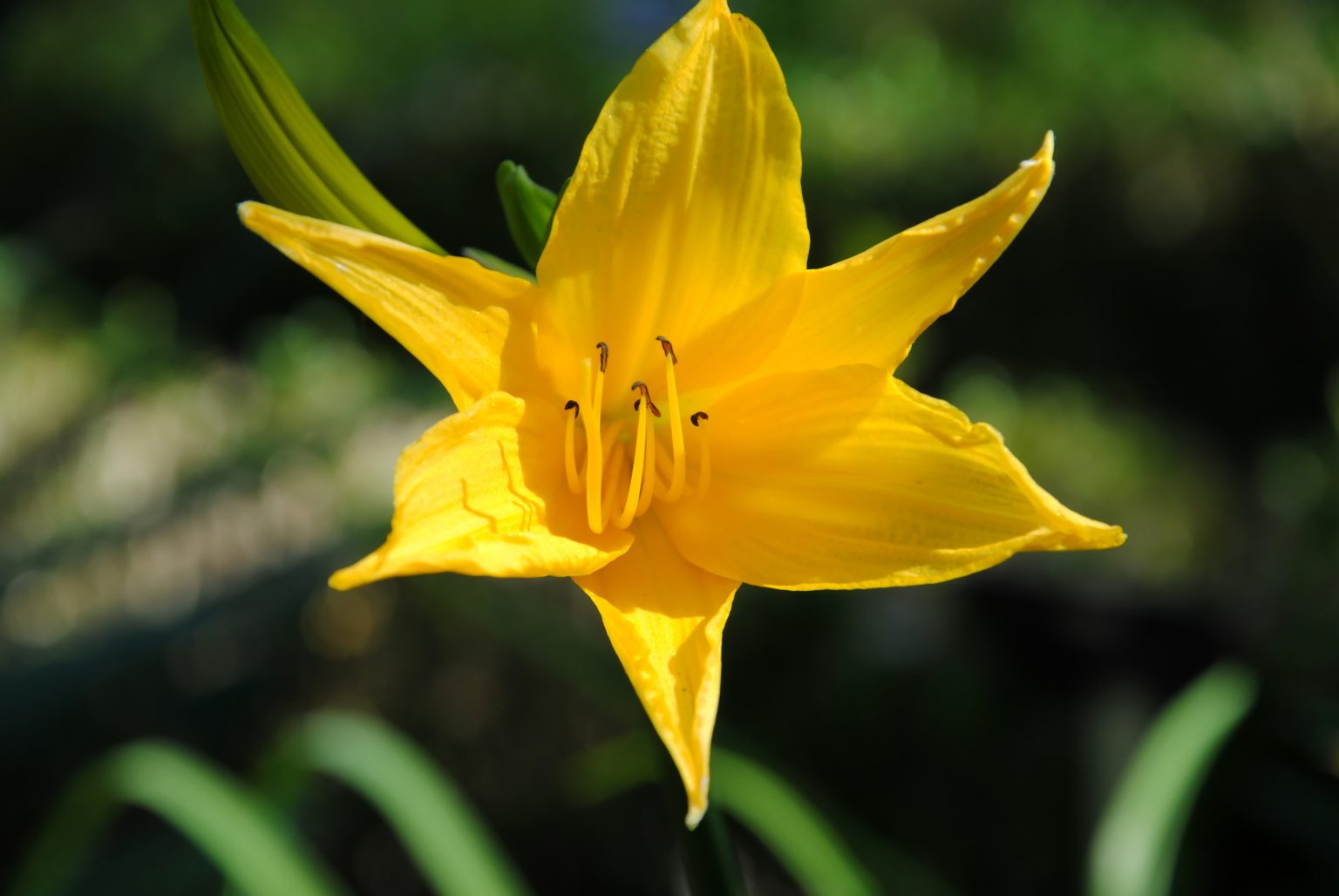 12 Beautiful Types Of Daylilies With Names And Pictures