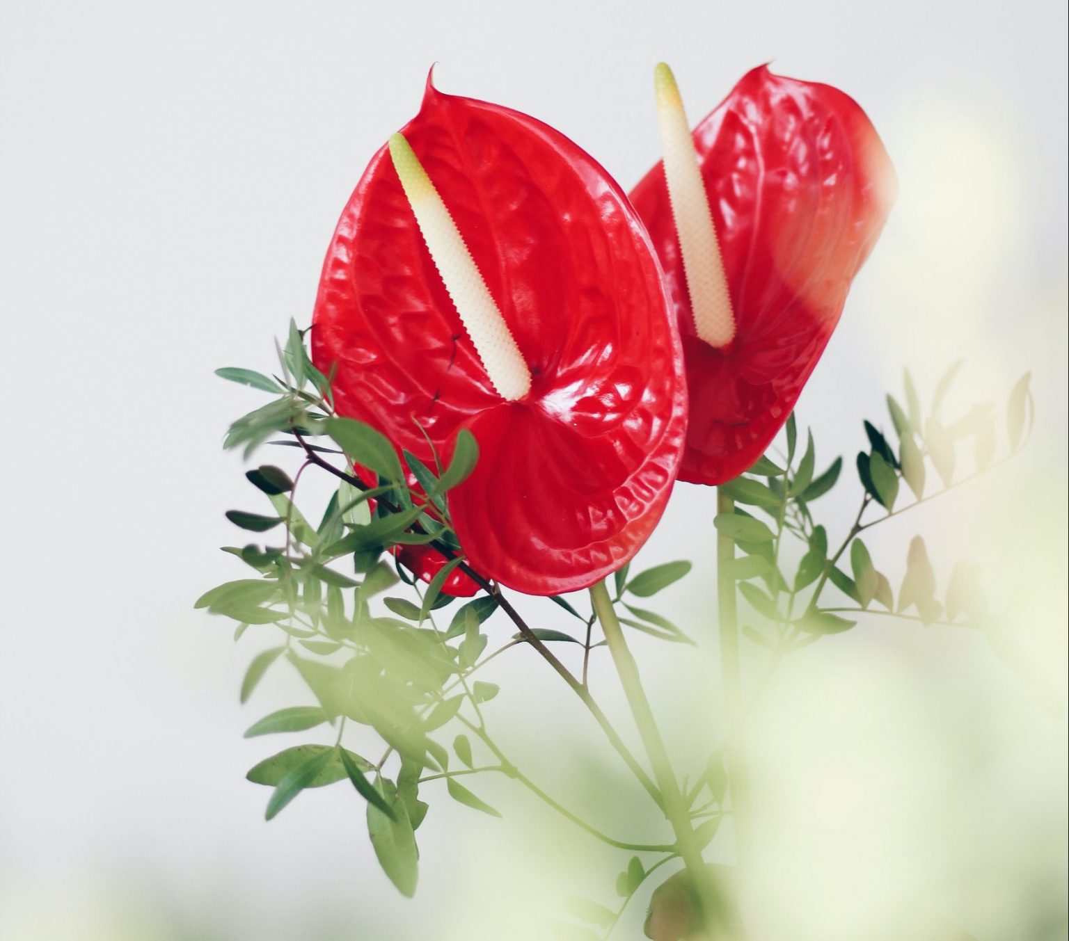 40 Types of Red Flowers with Names and Pictures