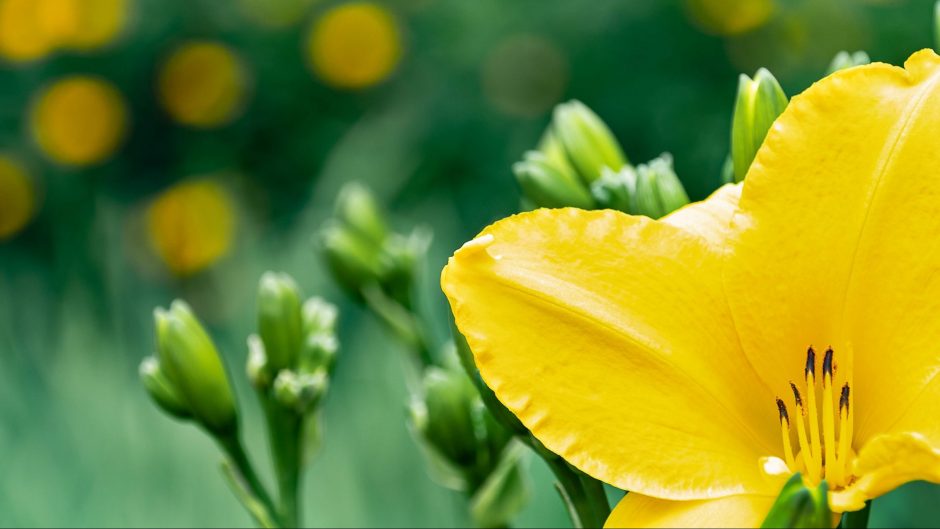 12 Beautiful Types Of Daylilies With Names And Pictures