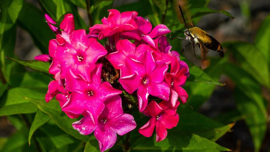 12 Types of Popular Phlox Flowers to Grow in Your Garden
