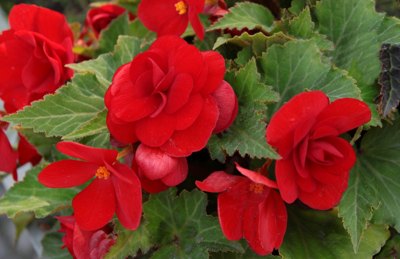 40 Types of Red Flowers with Names and Pictures