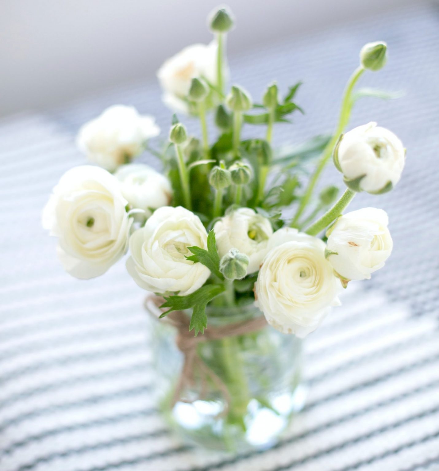 30 Types of White Flowers With Names & Pictures
