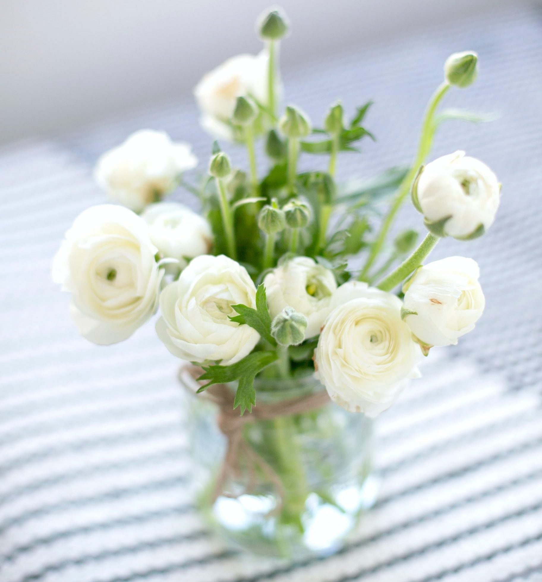 30 Types of White Flowers With Names & Pictures