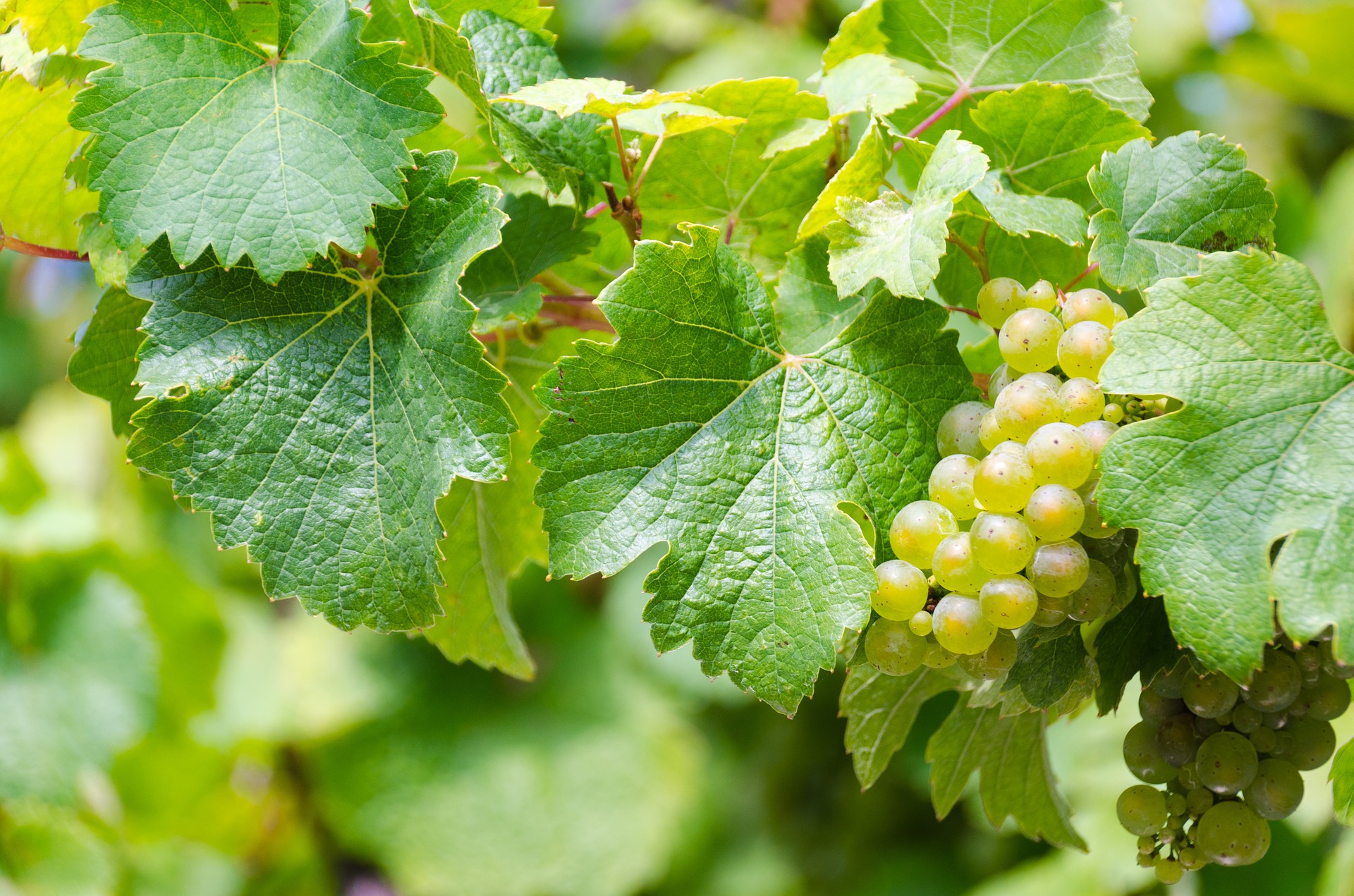 Ultimate Guide to Viognier Wine: Everything About this White Wine