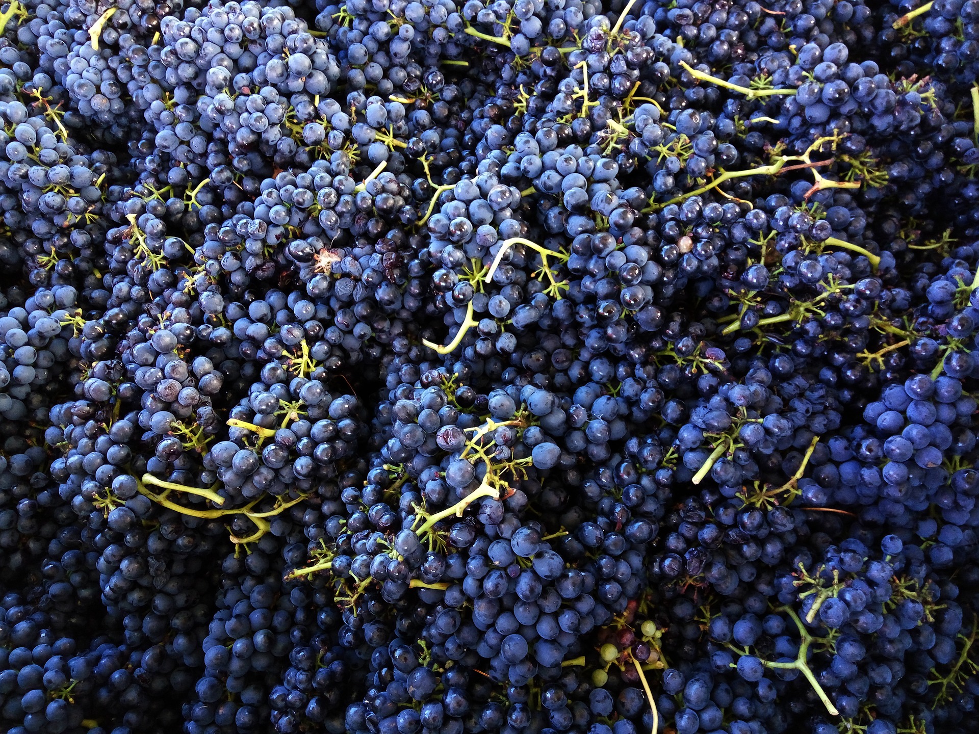 An Introduction To Syrah Wine: All You Need To Know about Shiraz Wine